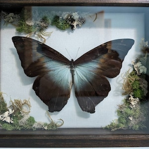 MUTATED Luna Moth Shadow Box Female Actias Luna With Eyespot Mutation ...
