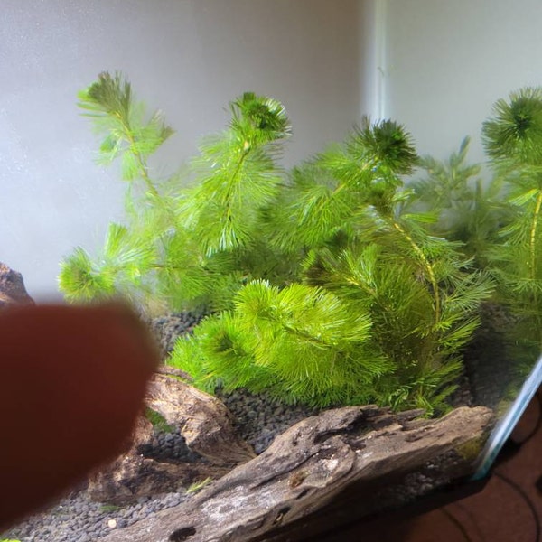 Sensitive Plant or Neptunia Aquatica Floating Aquatic Pond Plant pack ...