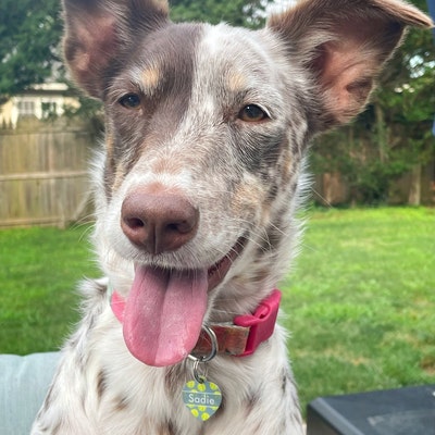 Tennis Ball Dog Tag, Fun Dog Tag Personalized Dog Tag for Dog, Yellow ...