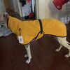 Rainbow Dog Grooming Belly Strap, Grooming Belt, Dog Groomer Gift, Lgbt ...