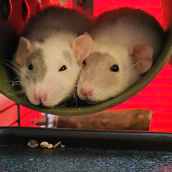 Rat Cage Mounted Tunnel, Mouse Tunnel, Rat Hide, Small Animal ...