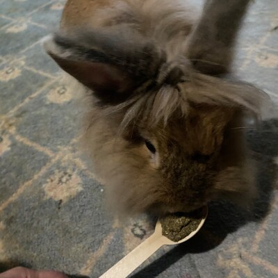 Lil Peep Sticker, Beamer Boy Decal, Beamer Boy Sticker, Lil Peep Beamer ...