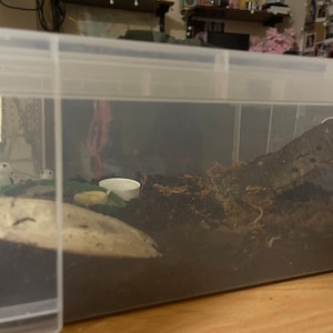 Land Snail Kit Ideal for Garden Snails - Etsy