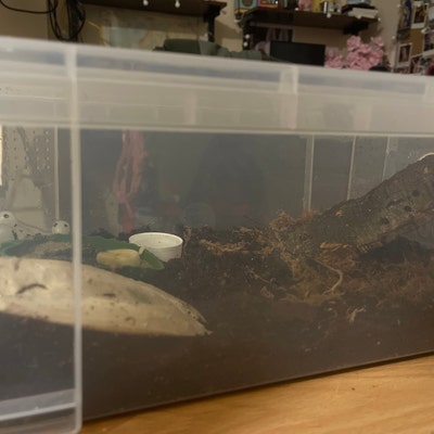 Land Snail Kit Ideal for Garden Snails - Etsy