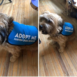 5-pack Adopt Me Dog Jackets Vests With GROUP NAME or WEBSITE - Etsy