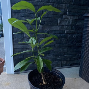 Haden Mango Tree Grafted 3 Gallon - Etsy