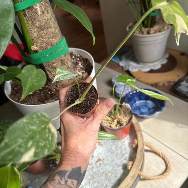Peperomia Piper Parmatum Live Plant | Peperomia Plant Starters | Pet ...