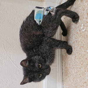 Cannabis Weed Marijuana Joint 420 Kitty Stash Cat Nip Toy 100% - Etsy