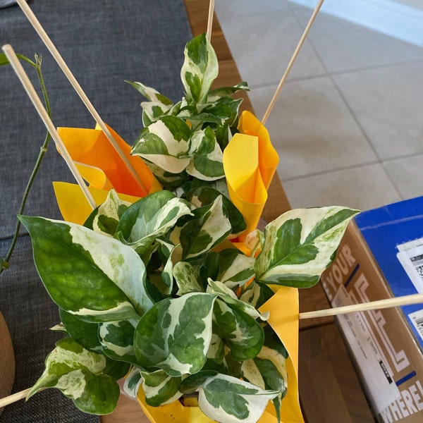 Njoy Pothos Plant "n Joy" Live Variegated Pothos Plant | 2 Plants ...