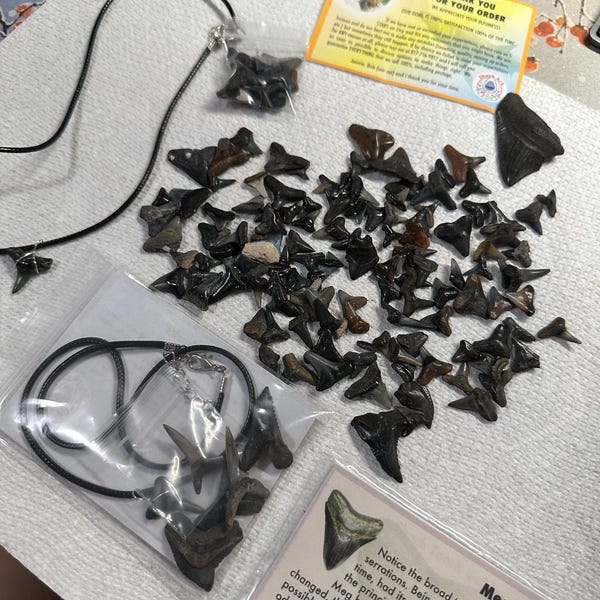 Make Yer Own Shark Art Kit Reef Shark 8x10 - Etsy