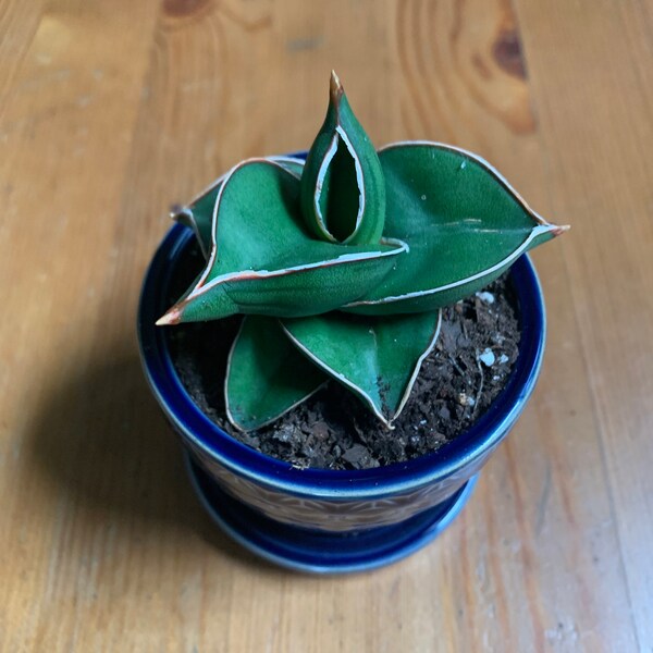 Tradescantia Spathacea, Dwarf, Rhoeo Spathacea, Moses-in-the-cradle ...