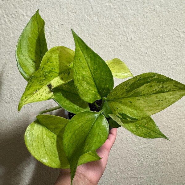 Starter Plant Thanksgiving/ Holiday Cactus "limelight Dancer" in a 3 ...