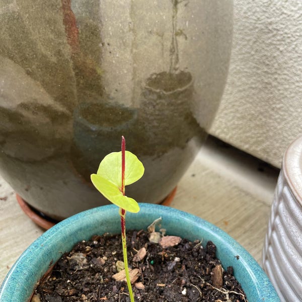 Tromboncino Rampicante Huge Italian Heirloom Zucchini Squash Vegetable ...