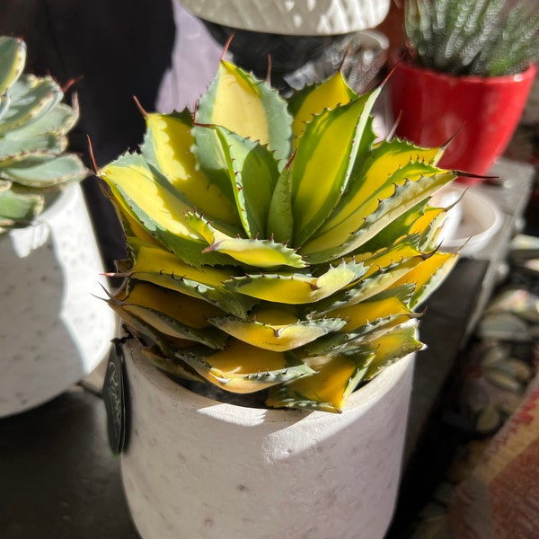 Agave Isthmensis "rum Runner" - アガベ ポタトラム 山宅雷神 極上錦/黄中斑 - 龍舌蘭専門店 ...