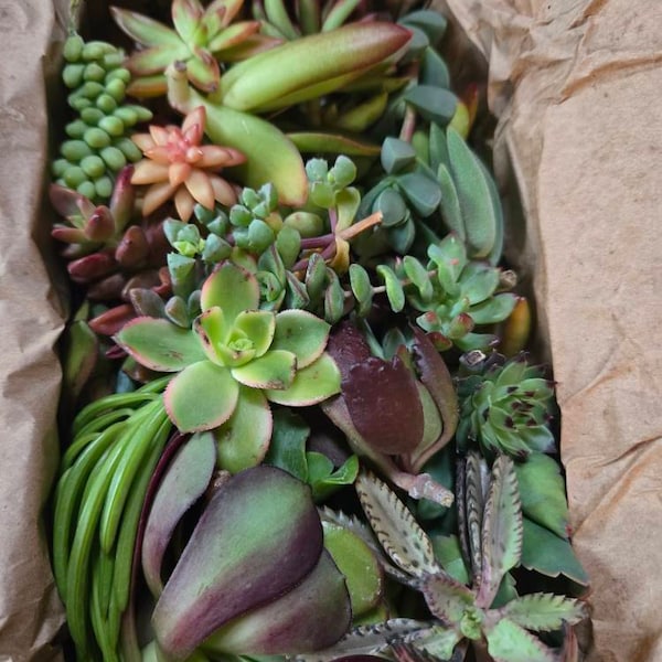 Live Succulent Arrangement in Two-tone Ceramic Bowl, Succulent Planter ...