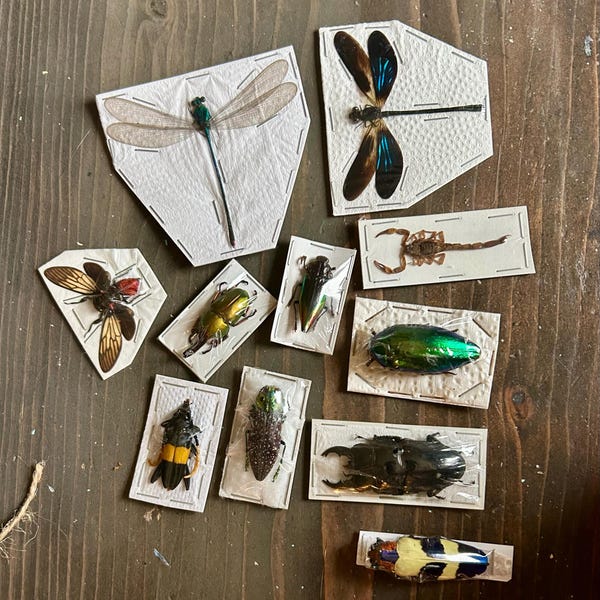 REAL Assorted Bugs and Beetles! Cool Insect Species From Around the ...