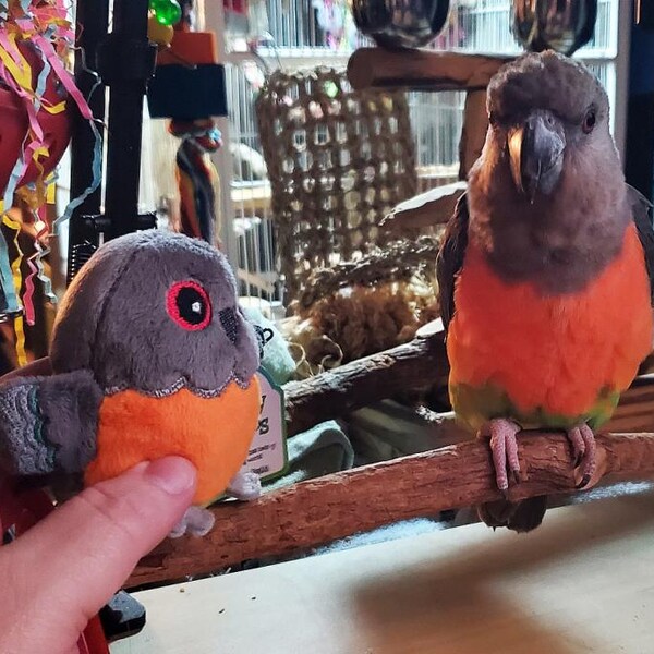 Nuzzles Worry Borb, Lovebird Plush, Parrot Plush, Anxiety Plush, Peach ...