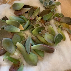 Succulent Leaf Starters Propagation - Etsy
