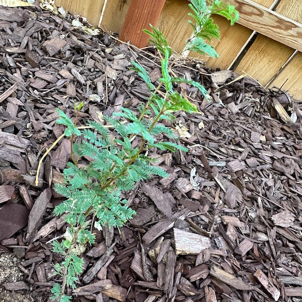 Texas Ebony, Native Texas Tree Seeds and Seedlings: Ebenopsis Ebano ...