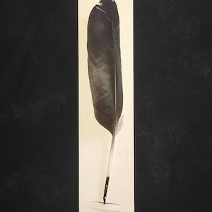 Black Crow Feather Quill Pen for Calligraphy Raven - Etsy