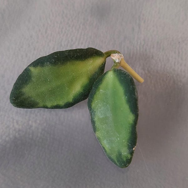 RARE Hoya Mathilde Silver Fresh Cutting Plant Houseplant - Etsy UK