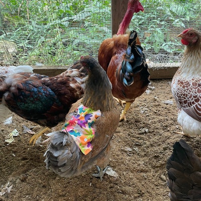 Chicken Diapers/ Hen Diapers/ Birds Diapers/rooster Diaper - Etsy