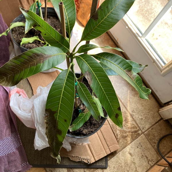 Jakarta MANGO TREE GRAFTED (2-4 Feet Tall). Ship to All States - Etsy