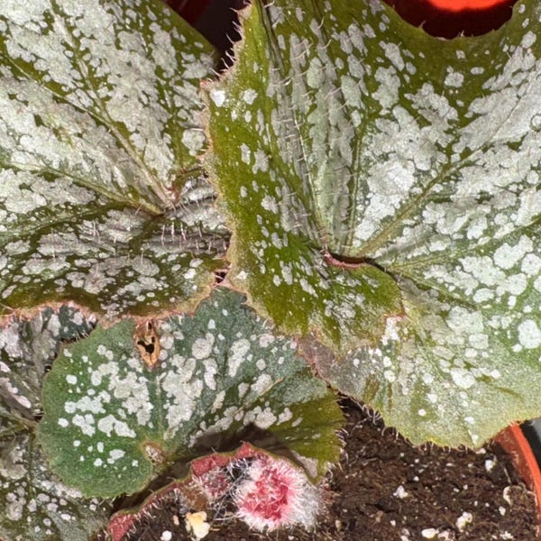 Rex Begonia Blue Iridescent ‘island Magic’ Silver Variegated Live House ...