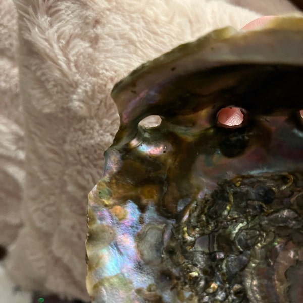 Abalone Shell Mother of Pearl Paua New Zealand - Etsy UK