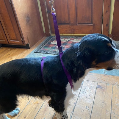 Dog Grooming Happy Strap table Harness - Etsy