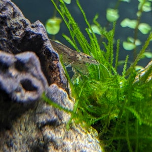 Starter Pack Live Aquarium Plant Aquatic Tropical Fish Java Moss Crypt ...