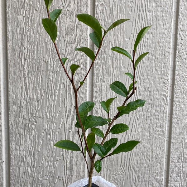 Camellia Sinensis live Tea Plant Propagated From Plants at Former ...