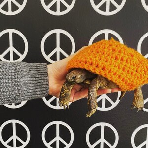 Tortoise Sweaters, Pet Costume, Turtle Sweater, Cute Animals, Tortoise ...