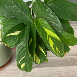 Variegated Tri Color Ginger Tropical Plant Red Green White - Etsy