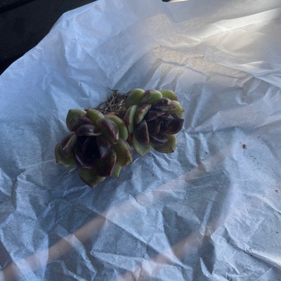 Echeveria Caviar/ Pachyphytum Caviar Imported Succulent - Etsy