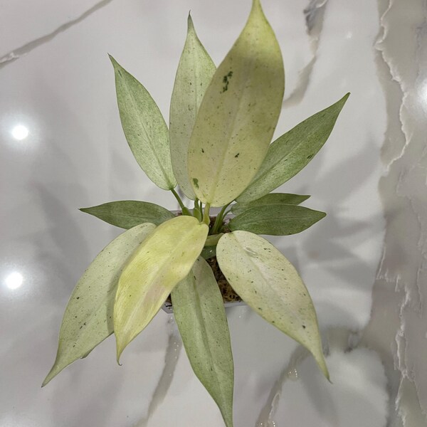 Scindapsus Jade Satin Mint Variegated Plant - Growers Choice - Etsy
