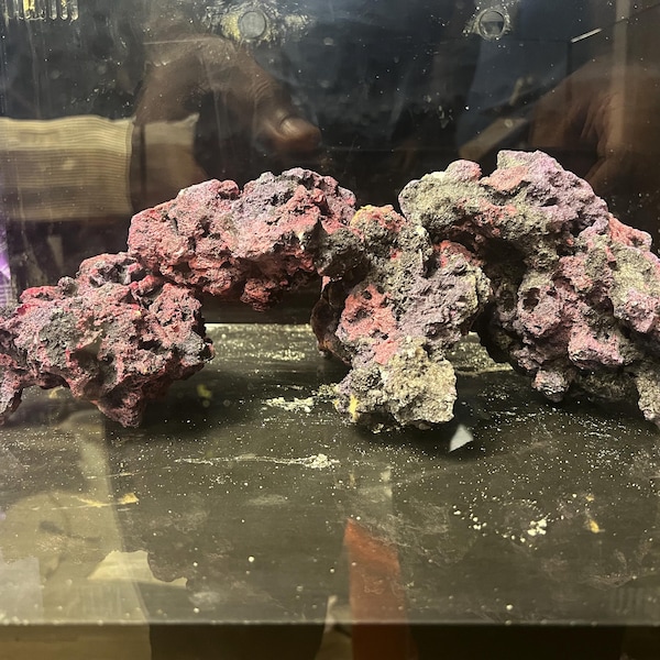 8oz LIVE Coralline Algae 4 Types!!! Start Coralline Algaes Easy - Etsy