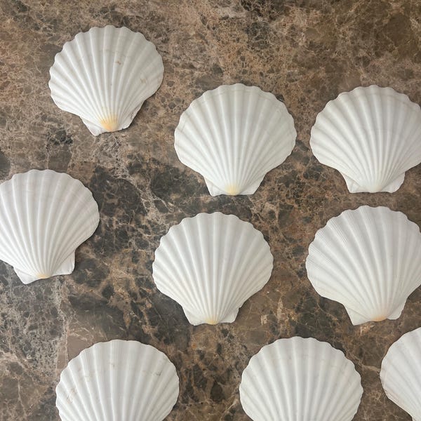 25 Deep Scallop Shells Pastel Pink, Purple and Orange, Coastal Decor ...