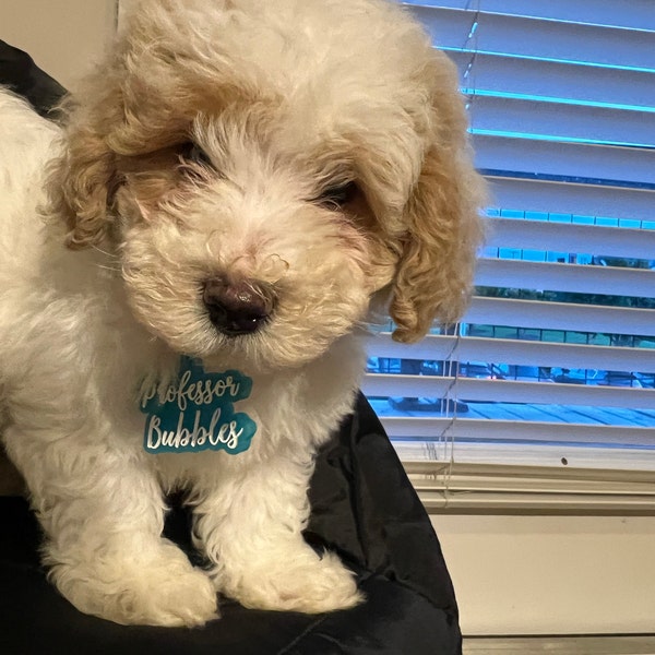 Custom Dog Tag // TURQUOISE Acrylic Dog Tag // Personalized Pet Tag ...