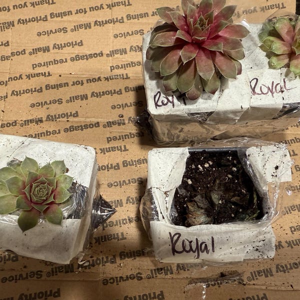 Royal Ruby Hen and Chicks - Sempervivum - Etsy