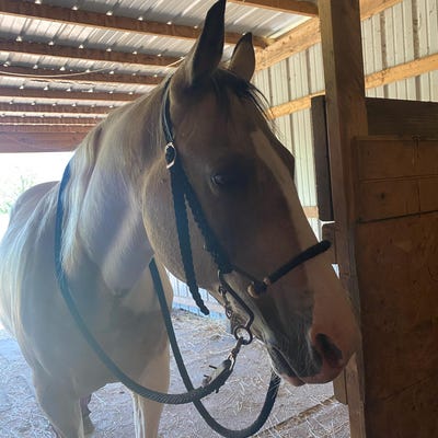 Braided Mule Tape Twist Hobble - Etsy