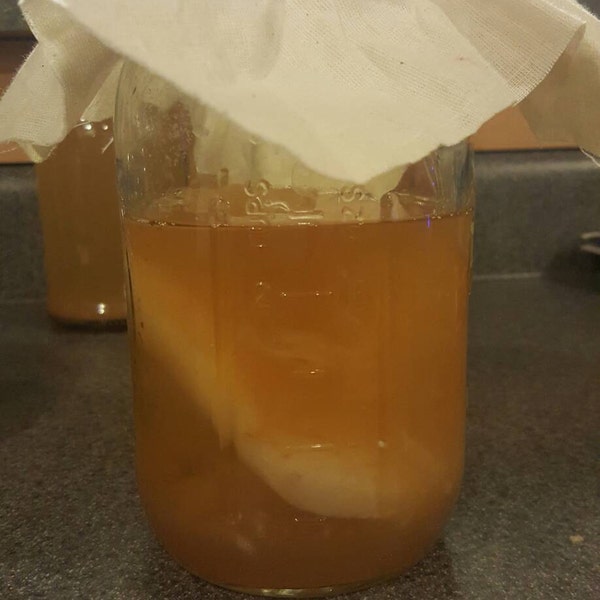 Authentic Honey JUN SCOBY W/starter Fermenting Instructions Champagne ...
