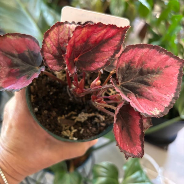 Mican Philodendron | Velvet Leaf Philo | Indoor & Outdoor Live Tropical ...