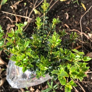 Fragrant Princess Dwarf Tea Olive 'kaori Hime' Osmanthus Live Plant 1 ...