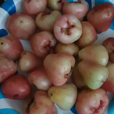 Fresh Green Organic Allspice or Pimento Leaves west Indian Bay Rum NOT ...