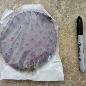 Neoraimondia Herzogianai baseball Bat Cactus 3.5 Inch Pot - Etsy