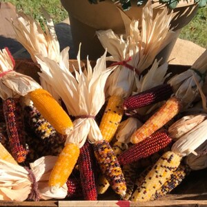Mini Indian Corn 3 to 4 Length 5 10 20 30 40 - Etsy