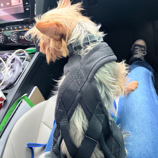 Dog Sledding Urban Mushing Bikjoring Skijoring Canicross Scootering ...