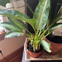 Syngonium Chiapense 'frosted Heart' 3 Leaf 2 From Myplants - Etsy