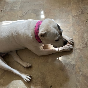 Fable Floral Purple Dog Collar Martingale Dog Collar Clip - Etsy